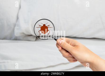 Magnifying glass detecting bed bug in bedroom, closeup view Stock Photo ...