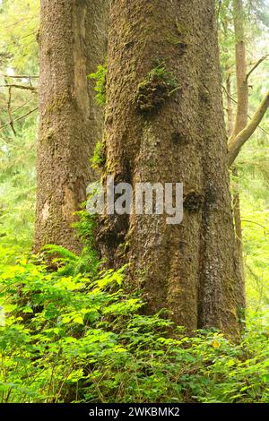 Sitka spruce (Picea sitchensis), Oswald West State Park, Oregon Stock ...