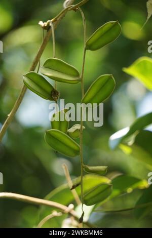 Green dioscorea hispida Dennst (Indian three-leaved yam, gadung) tree ...