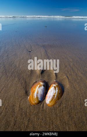 Razor Clam Shell on beach Stock Photo - Alamy