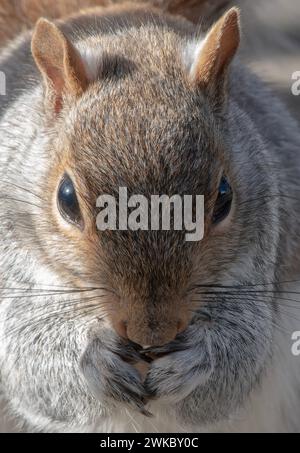 A close-up shot of a cute mockingbird ready to fly Stock Photo - Alamy