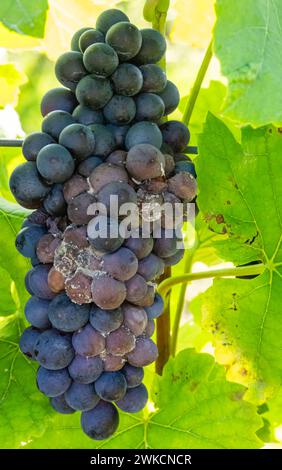 Blue grapes infested with gray mold Stock Photo - Alamy