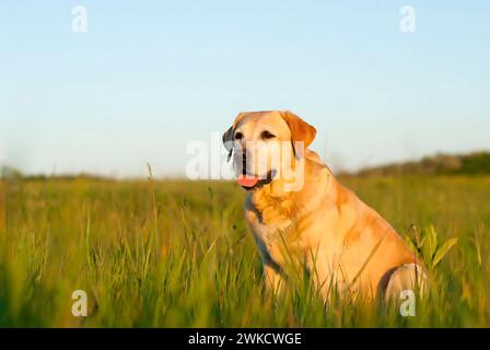 This is a dog very nic Stock Photo - Alamy