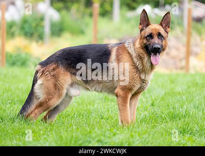 This is a dog very nic Stock Photo - Alamy