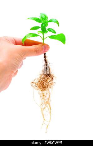 Young basil shoot with a dense root system ready for transplanting ...