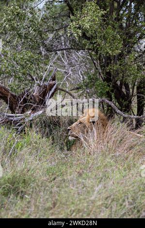 African lion in natural habitat, wild nature, lies resting in green ...