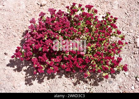 Pussypaw (Cistanthe celosioides) is a succulent plant native to ...