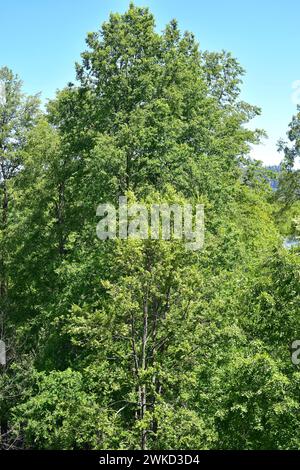 Nothofagus alpina (Rauli southern beech), leaves Stock Photo - Alamy