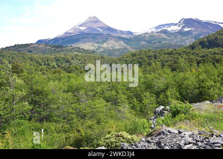 Coihue or coigüe de Magallanes or Magellan's beech (Nothofagus ...