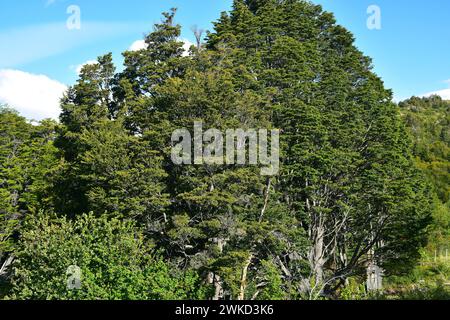 Coihue or coigüe de Magallanes or Magellan's beech (Nothofagus ...