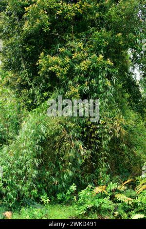 Quila (Chusquea quila) is a climbing shrub endemic to temperate forests ...