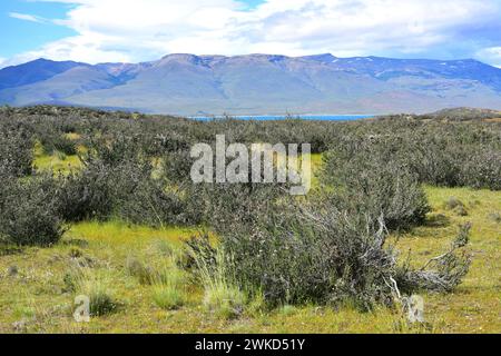 Black bush or mata negra (Mulguraea tridens or Junellia tridens) is a ...