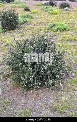 Black bush or mata negra (Mulguraea tridens or Junellia tridens) is a ...