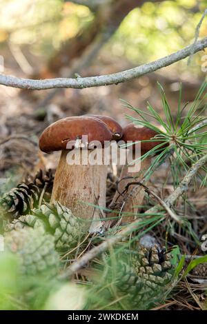 Triple Boletus mushroom in the wild. Porcini mushroom (cep, porcino or ...