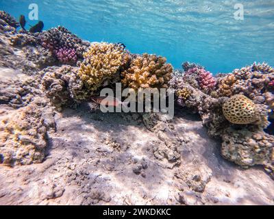 Crown squirrelfish known as Sargocentron diadema underwater at the ...