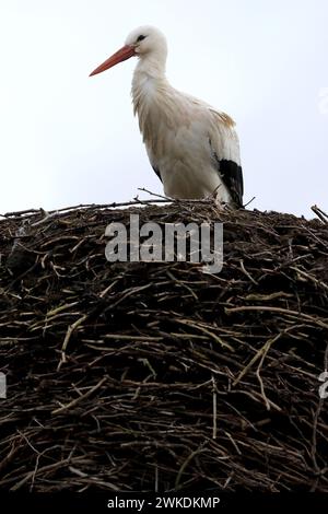 Loburg, Germany. 20th Feb, 2024. The stork "Anton" stands in his nest ...