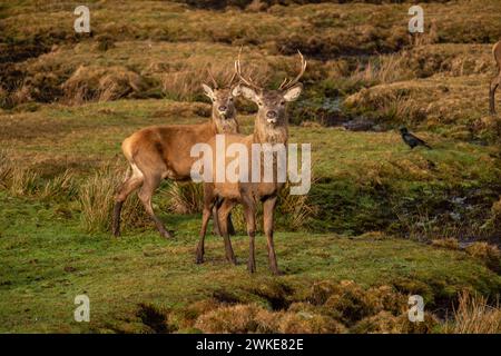 CIERVO COMUN, ROJO O VENADO (Cervus elaphus Stock Photo - Alamy