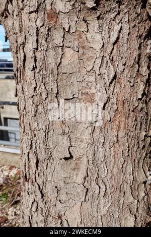 Close up of the bark of the Camphor tree, Cinnamomum camphora, also ...