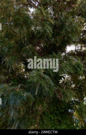 Grevillea robusta branch close up Stock Photo - Alamy