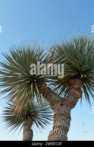 Yucca rostrata textured trunk and leaves Stock Photo - Alamy