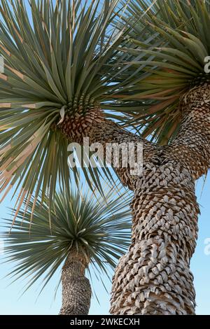 Yucca rostrata textured trunk and leaves Stock Photo - Alamy