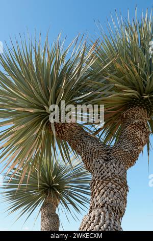 Yucca rostrata textured trunk and leaves Stock Photo - Alamy