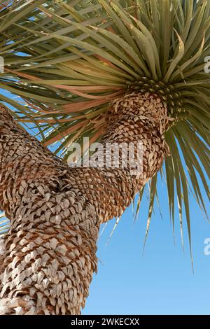 Yucca rostrata textured trunk and leaves Stock Photo - Alamy