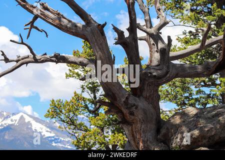 Unique Tree stumps in Colorado Mountains along hiking trails . High ...