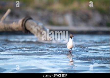 Beach restoration using a sand transfer system in Engure, Latvia Stock ...
