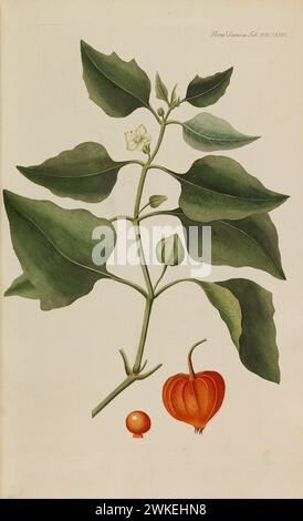 Flora Danica. Museum: PRIVATE COLLECTION. Author: Georg Christian Edler ...