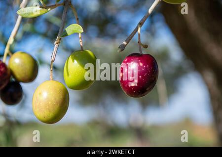 Picual olives ripening in the olive grove Stock Photo - Alamy