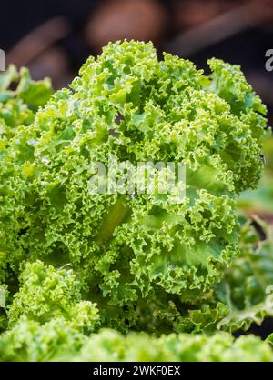 Crinkled leaves of the hardy biennial vegetable, curly kale, Brassica ...