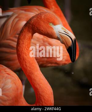 Colorful Orange Pink American Caribbean Flamingos Florida ...