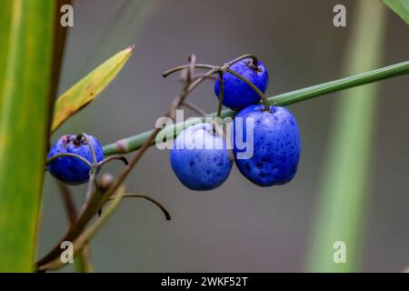 The Aboriginal desert bush tucker food, the Bush Banana Stock Photo - Alamy