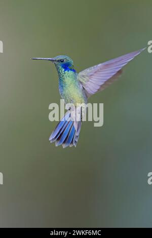 Sparkling Violetear in flight taken without flash in Colombia South ...