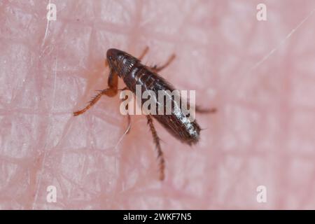 Flea. Insect biting and drinking blood on human skin Stock Photo - Alamy