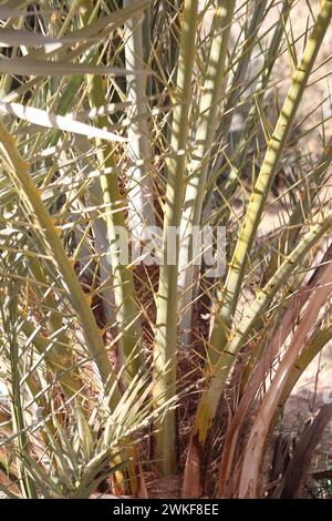 Spines on a palm tree in the Amazon rainforest near Manaus Stock Photo ...