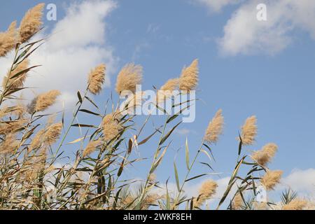 beautiful giant reeds at cloudy sky Stock Photo - Alamy