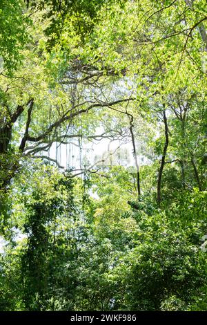 Inside the atlantic rainforest Stock Photo - Alamy