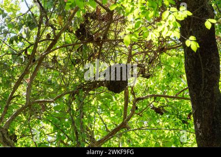 Arboreal termite hive in the Atlantic forest in Brazil Stock Photo - Alamy