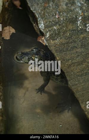 Baby Broad-snouted Caiman (Caiman latirostris) - Alligator Hatchling ...