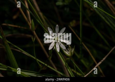 long-leaved starwort (Stellaria longifolia Stock Photo - Alamy