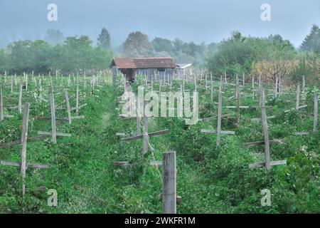 a raspberry farm near Pozega in Serbia, leader in the production and ...