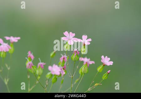 Vaccaria hispanica (cowherb) pink flowers Stock Photo - Alamy
