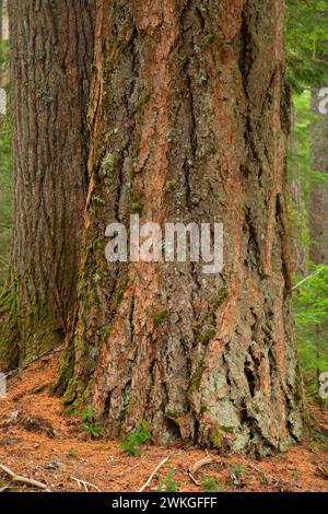 Old growth Douglas fir from Clear Lake Trail, Willamette National ...