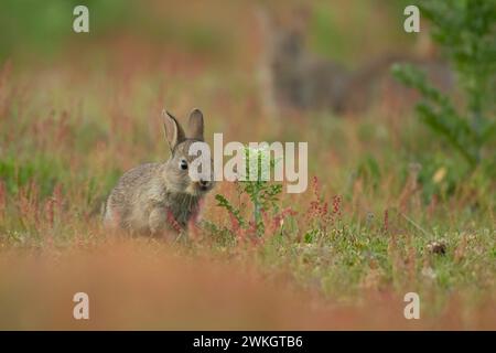 Rabbit (Oryctolagus cuniculus) juvenile baby animal feeding amongst red ...