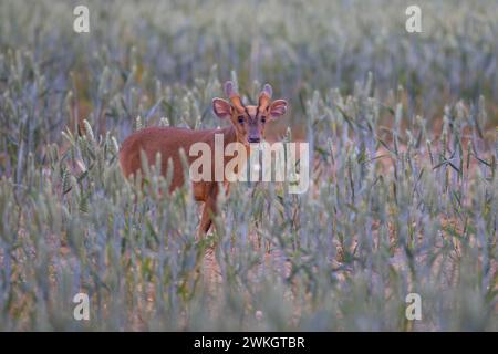 Muntjac (Muntiacus reevesi) deer adult running across a cereal field ...