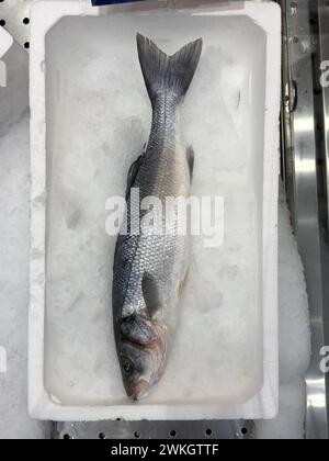 Display of fish caught whole fish temperate basses (Moronidae) Loup de ...