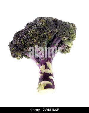 purple broccoli in front of white background Stock Photo - Alamy