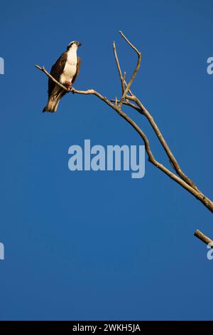 Osprey, Rooster Rock State Park, Columbia River Gorge National Scenic ...